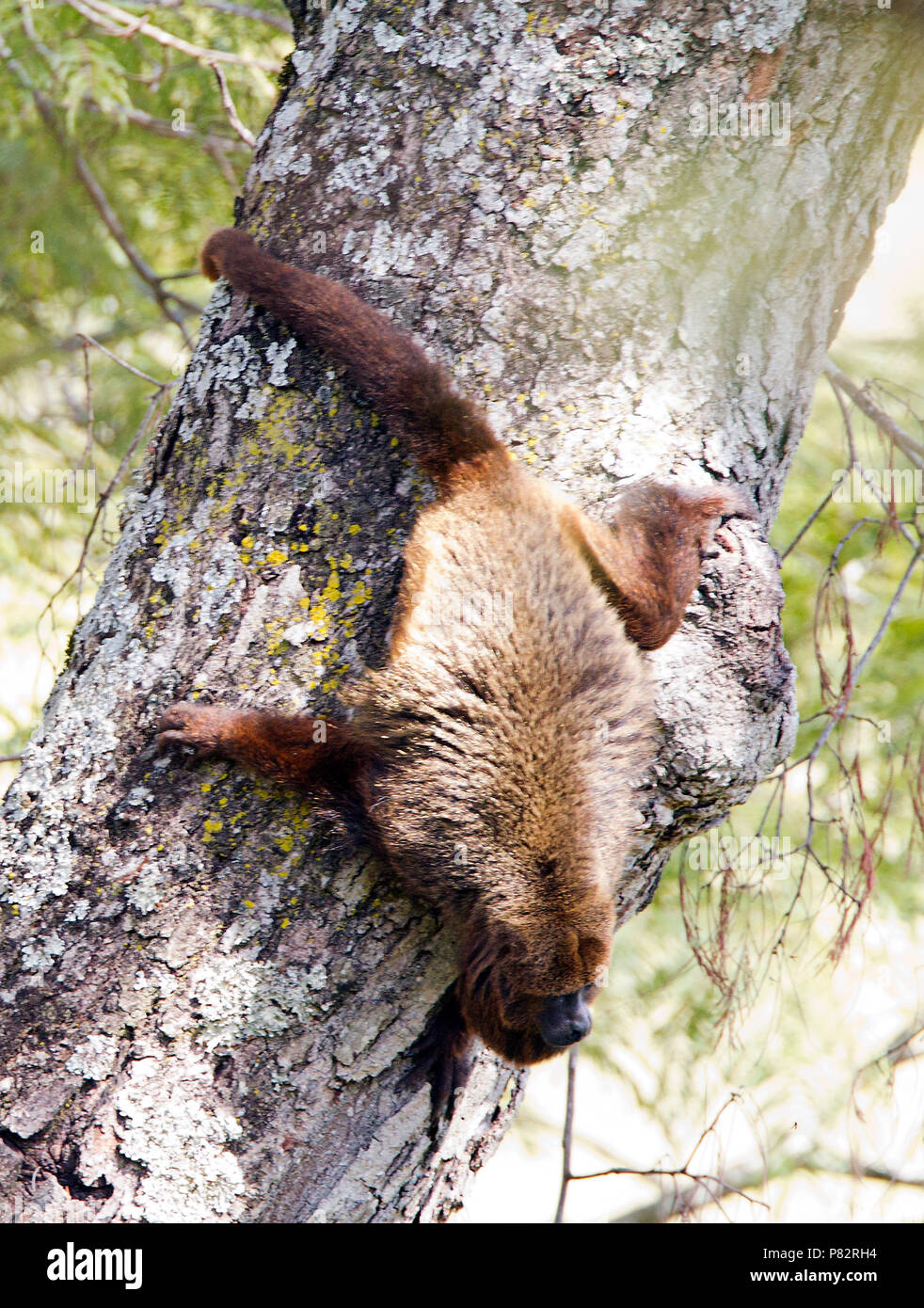 Zuidelijke bruine brulaap, Southern brown howler Stock Photo - Alamy