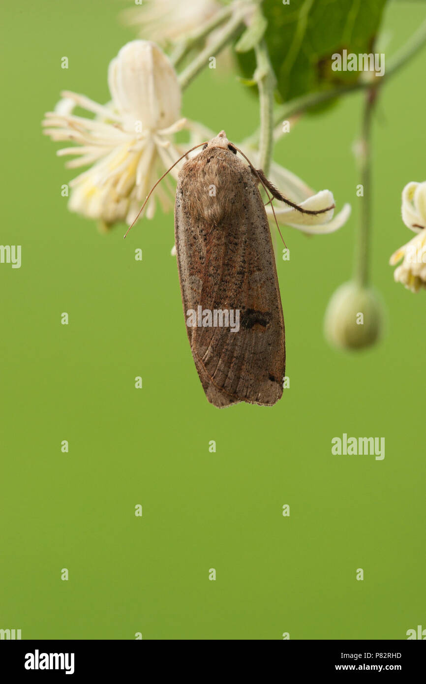 Large yellow underwing moth hi-res stock photography and images - Alamy