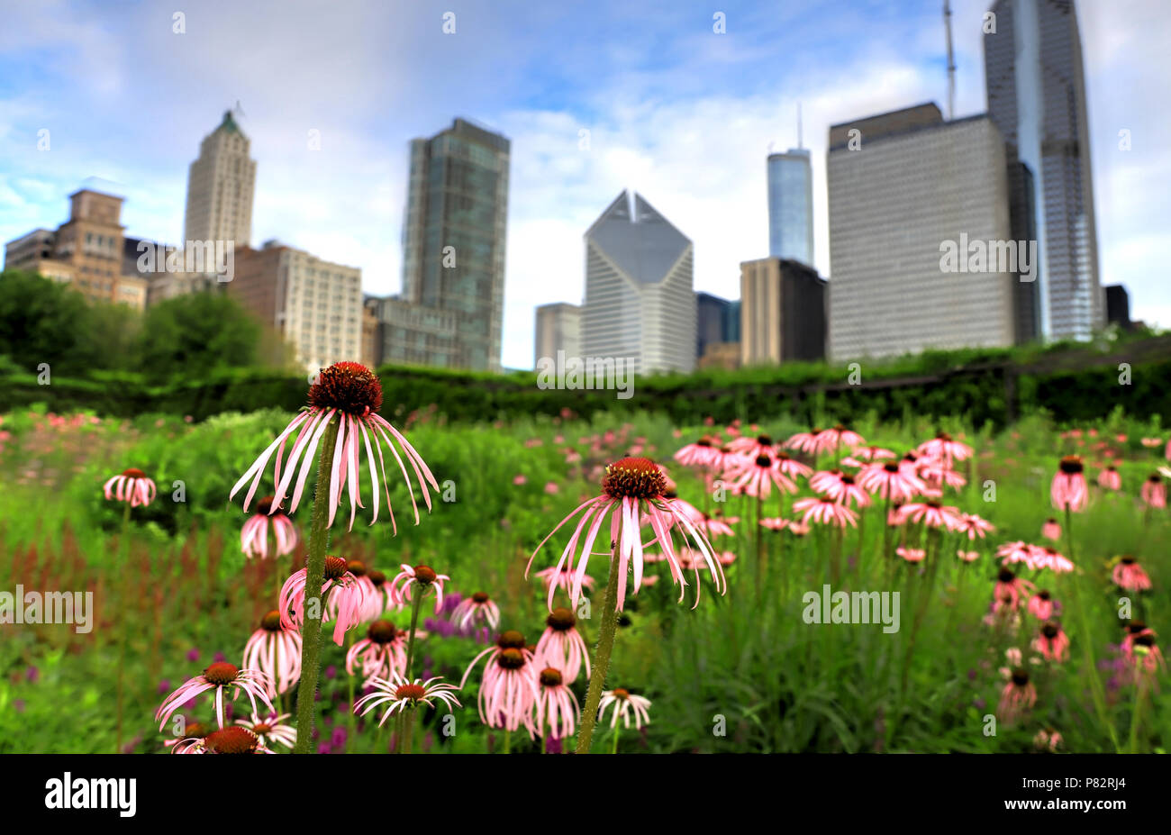 The Chicago skyline from Lurie Garden Stock Photo - Alamy