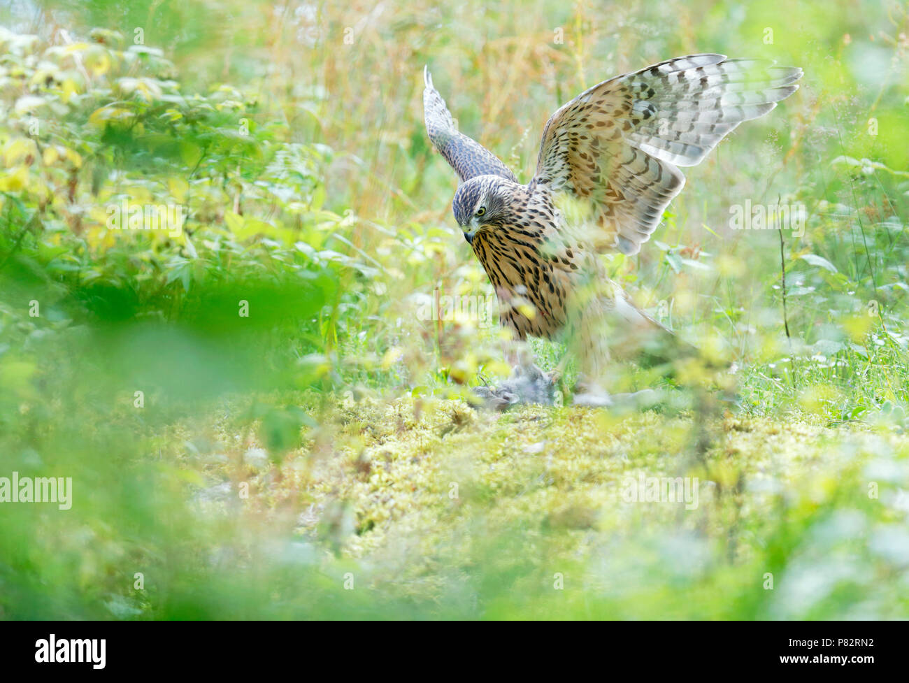Northern Goshawk (Accipiter gentilis gentilis) juvenile with prey Stock ...