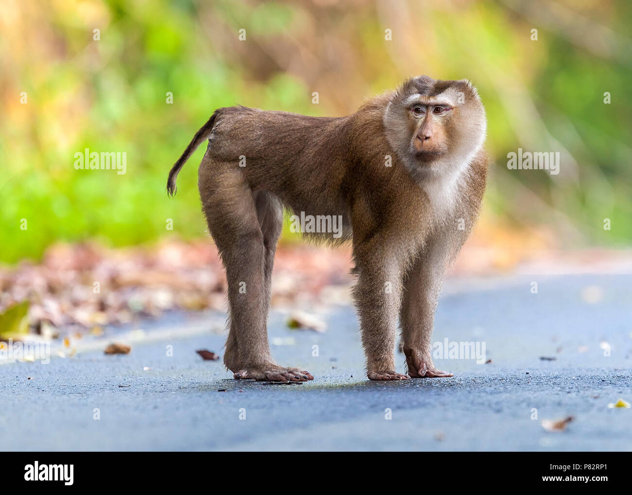 Adult male Northern Pig-tailed Macaque walking on the road in Khao Yai ...