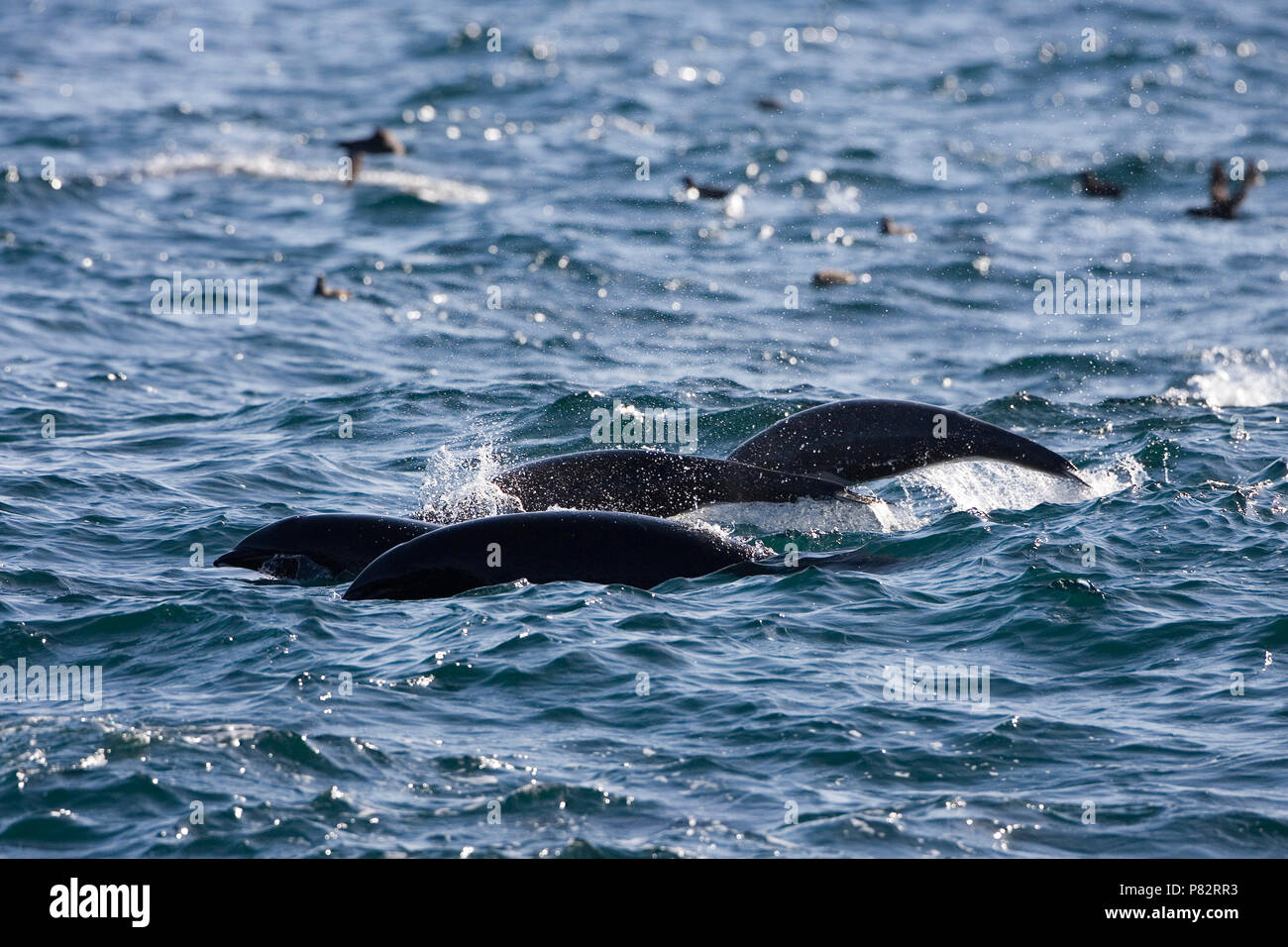 Northern Right Whale Dolphin