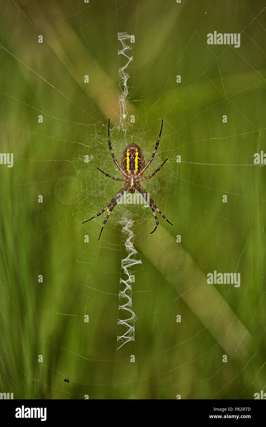 Wespenspin; Wasp Spider Stock Photo - Alamy