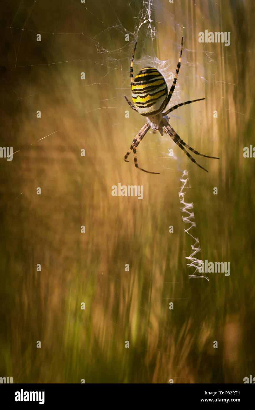 Tijgerspin hi-res stock photography and images - Alamy