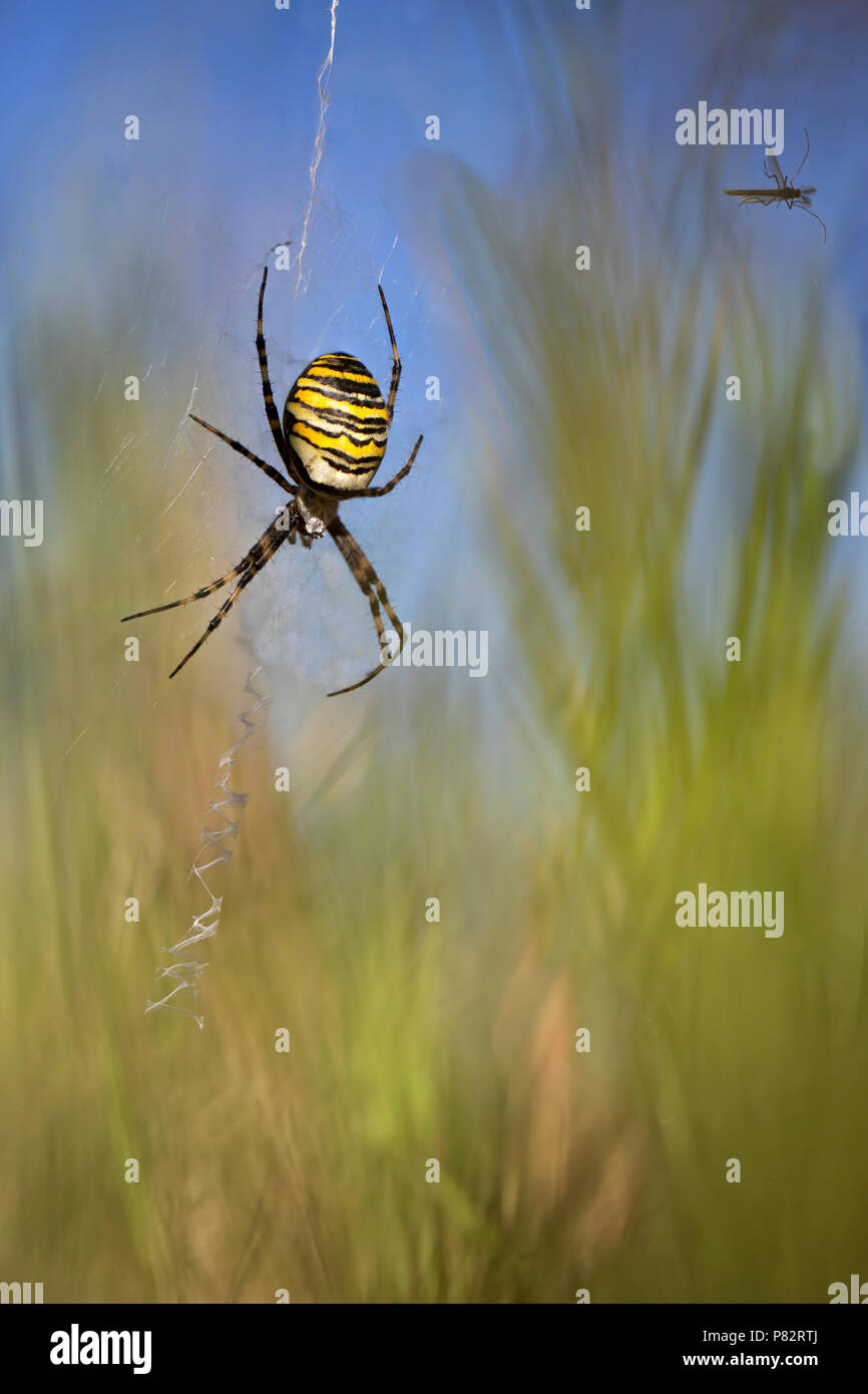 Wespenspin; Wasp Spider Stock Photo - Alamy