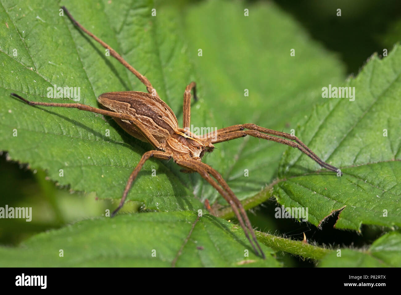 Kraamwebspin op een blad; Nursery Web Spider on a leaf Stock Photo - Alamy