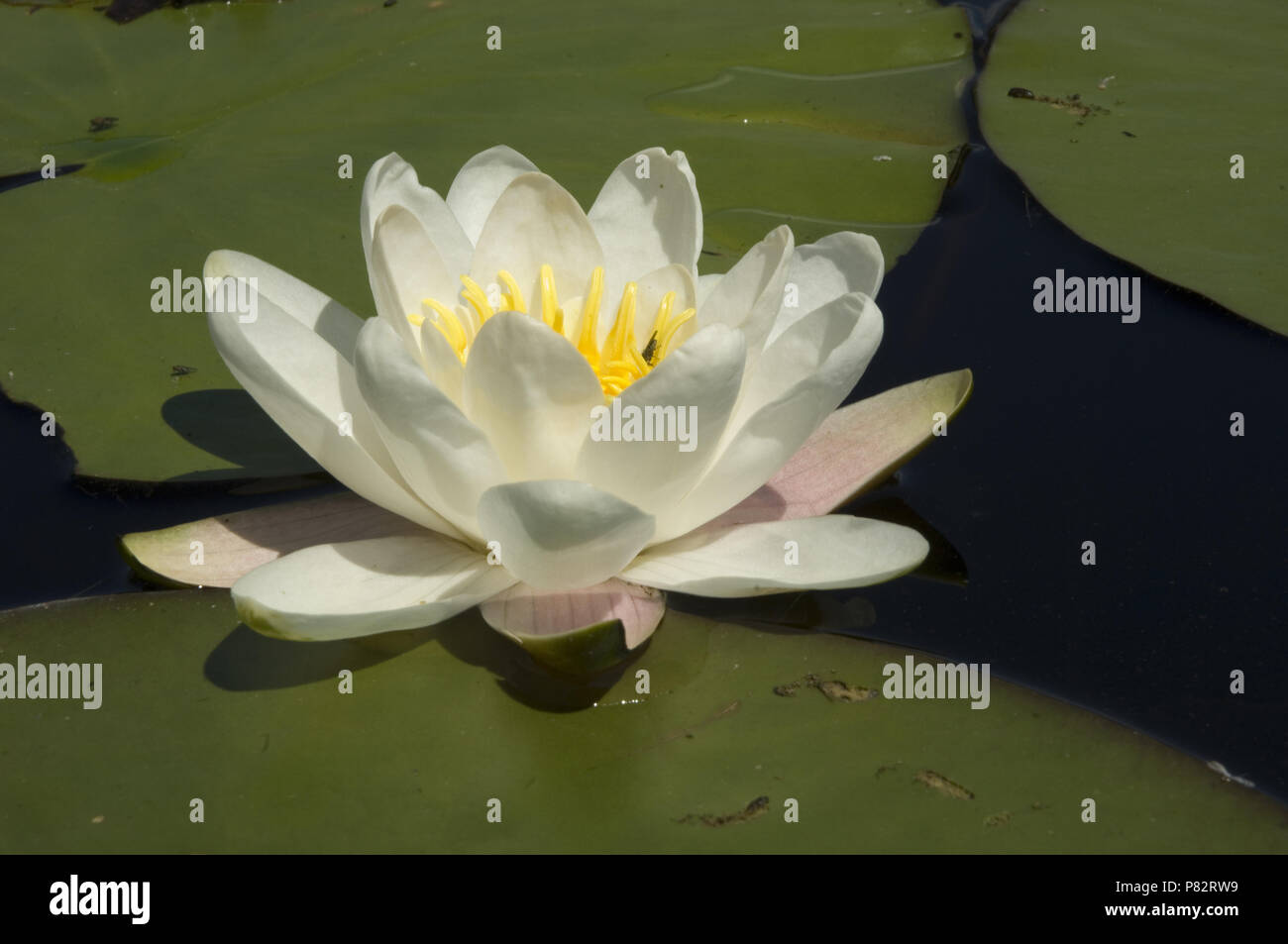 Waterlelie hi-res stock photography and images - Alamy