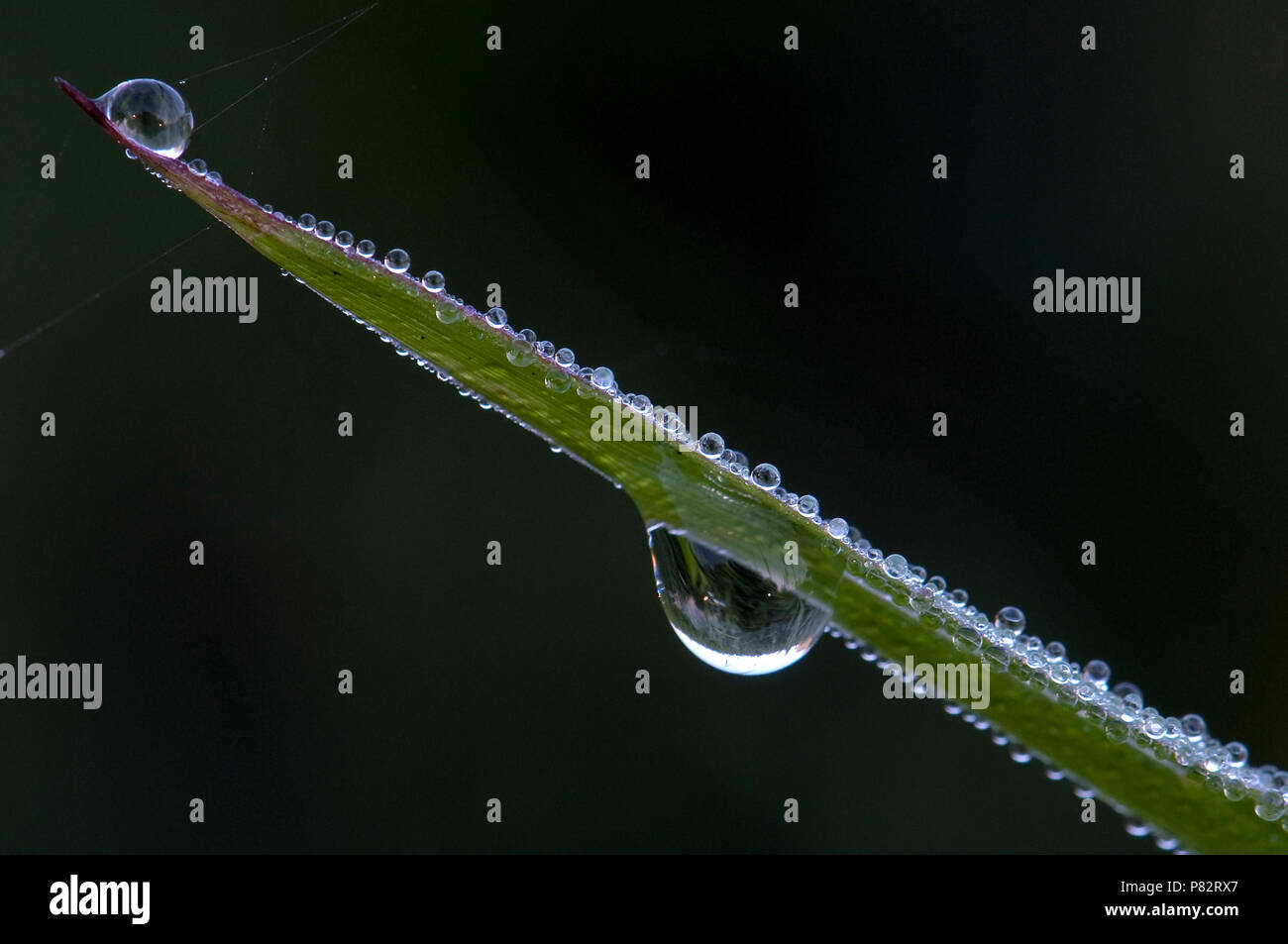 Druppel hi-res stock photography and images - Alamy