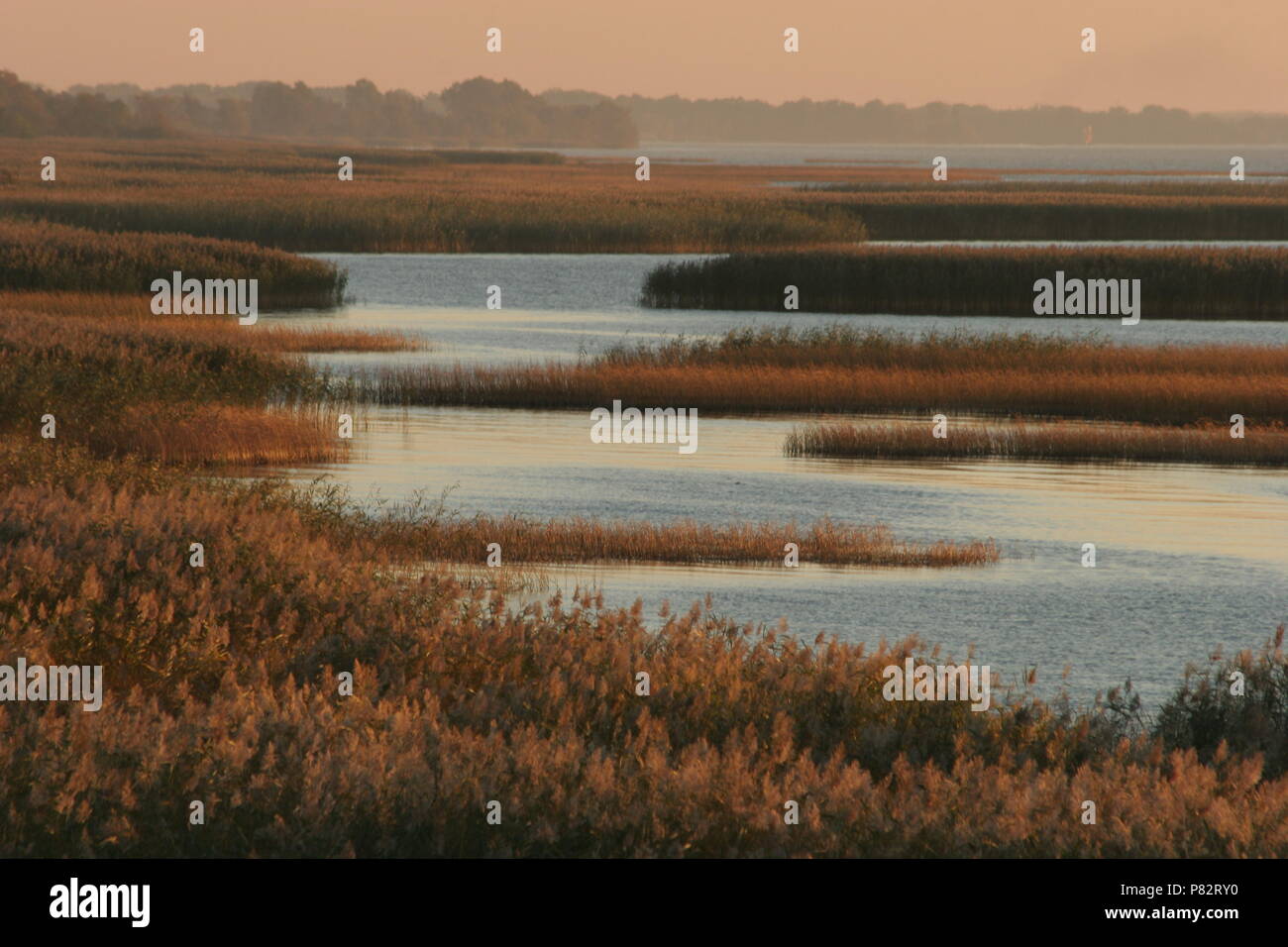 Moeras wetland hi-res stock photography and images - Alamy