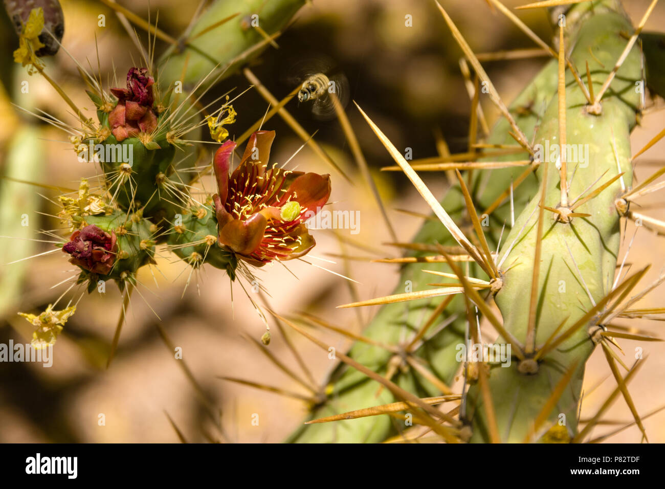 Spiny cactus hi-res stock photography and images - Alamy