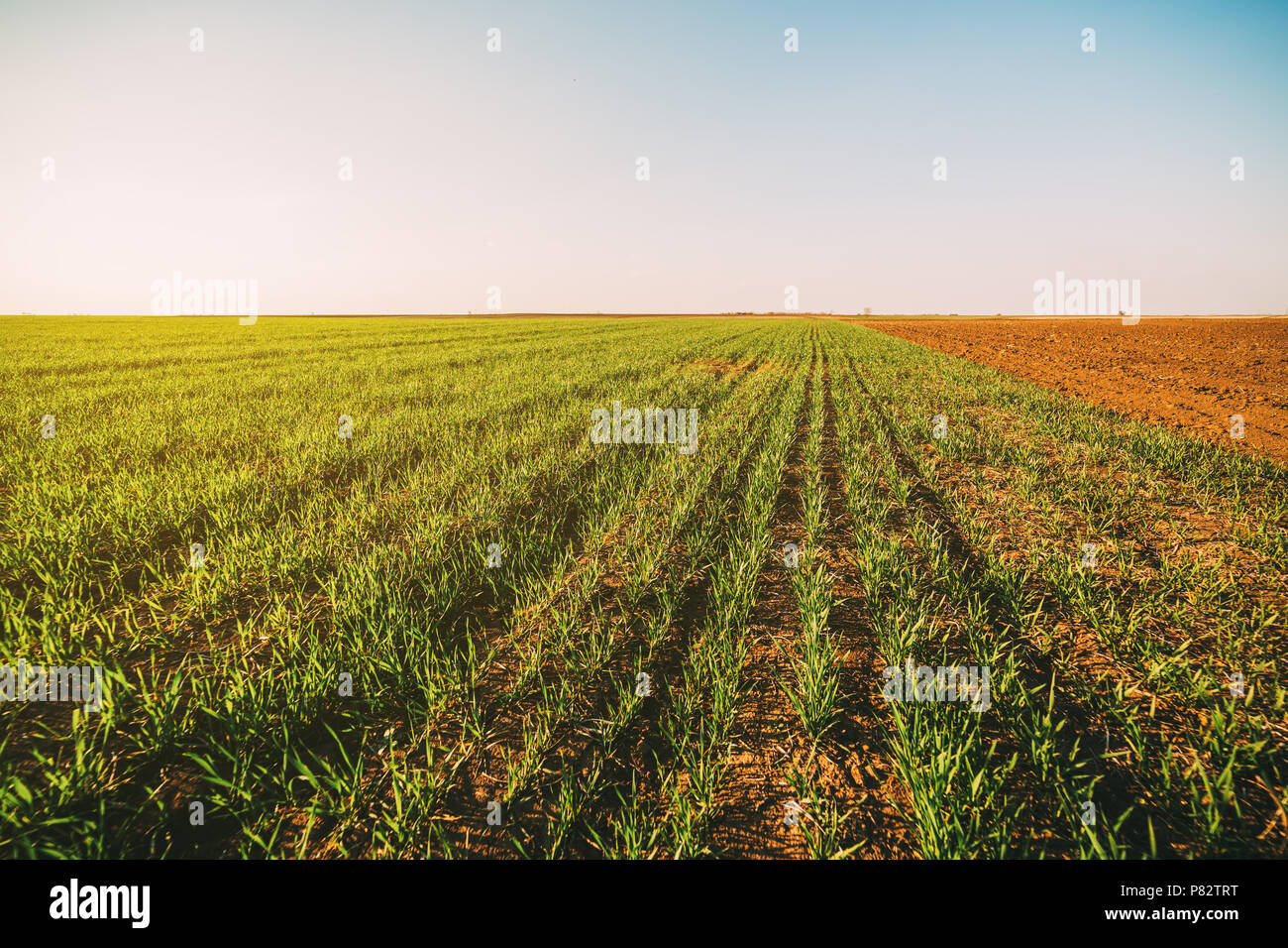 Green field of tillering wheat. Tillering usually starts when plant has ...