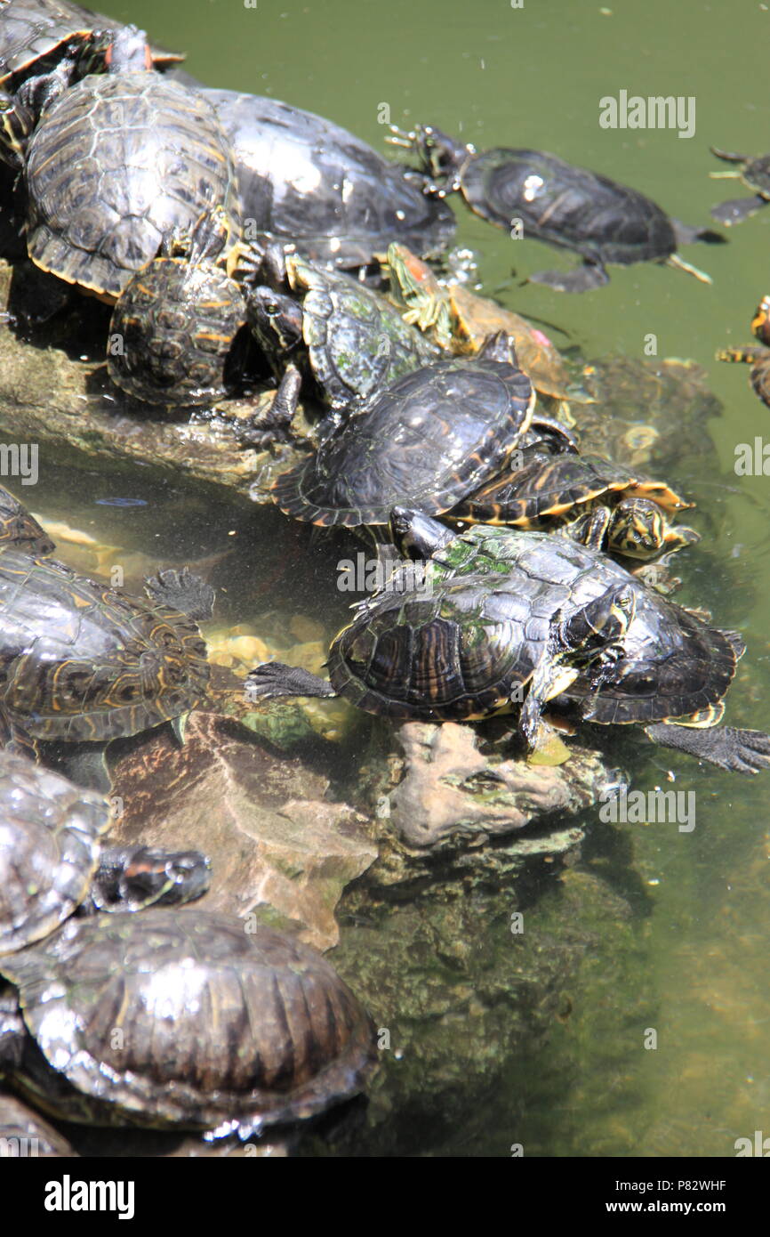 Turtles jockey for the best position in a crowded pond in the National ...