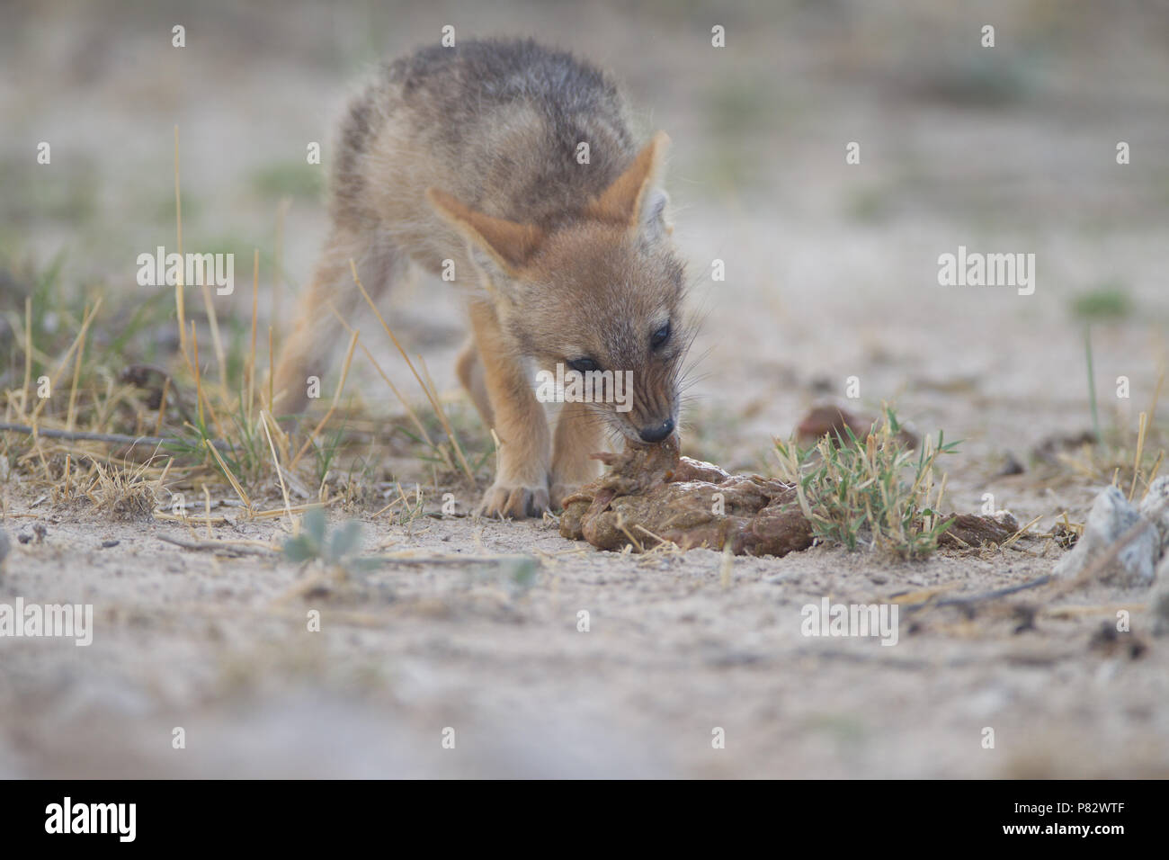 Regurgitation hi-res stock photography and images - Alamy