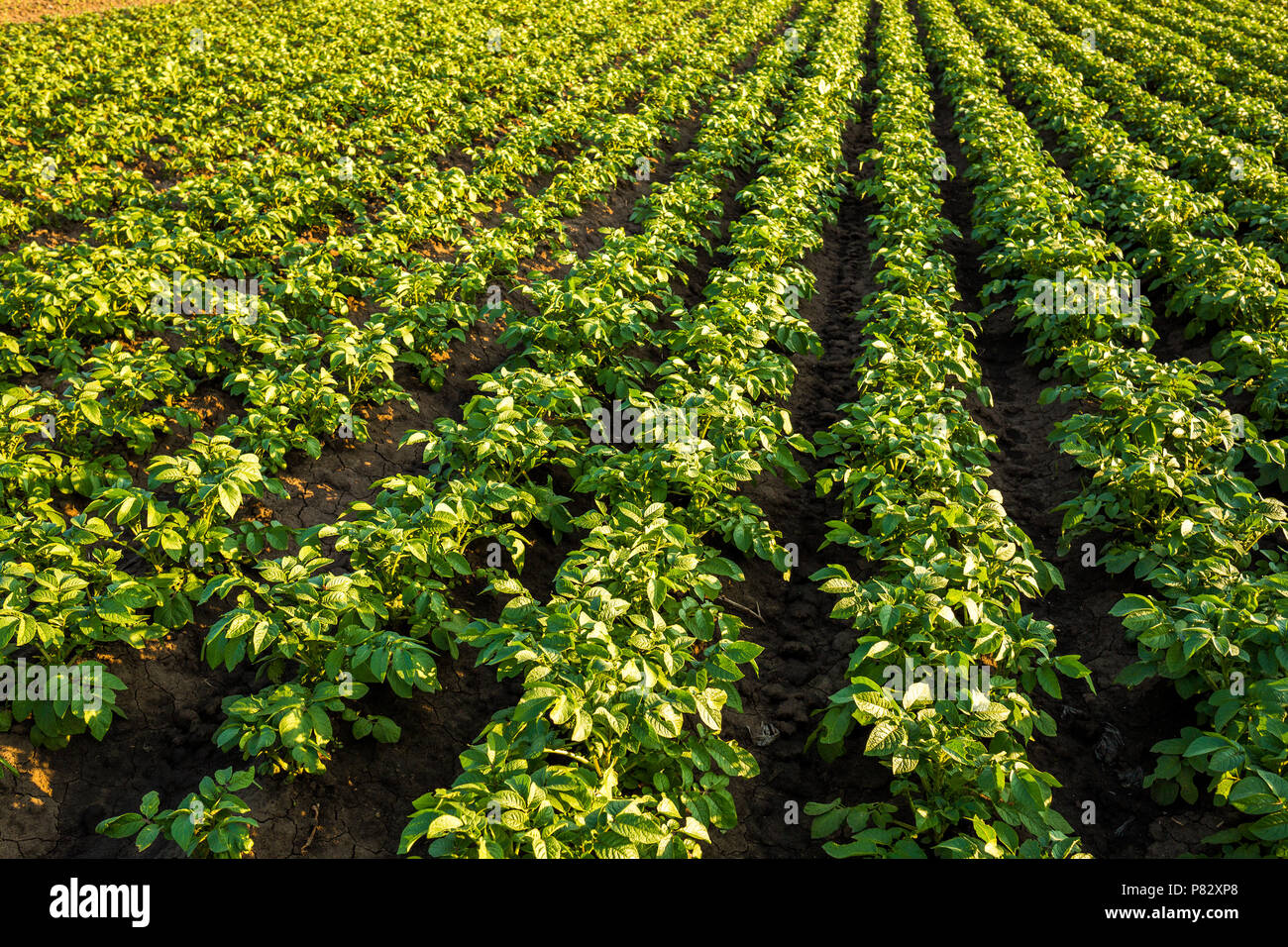 Green field of potato crops in a row Stock Photo - Alamy