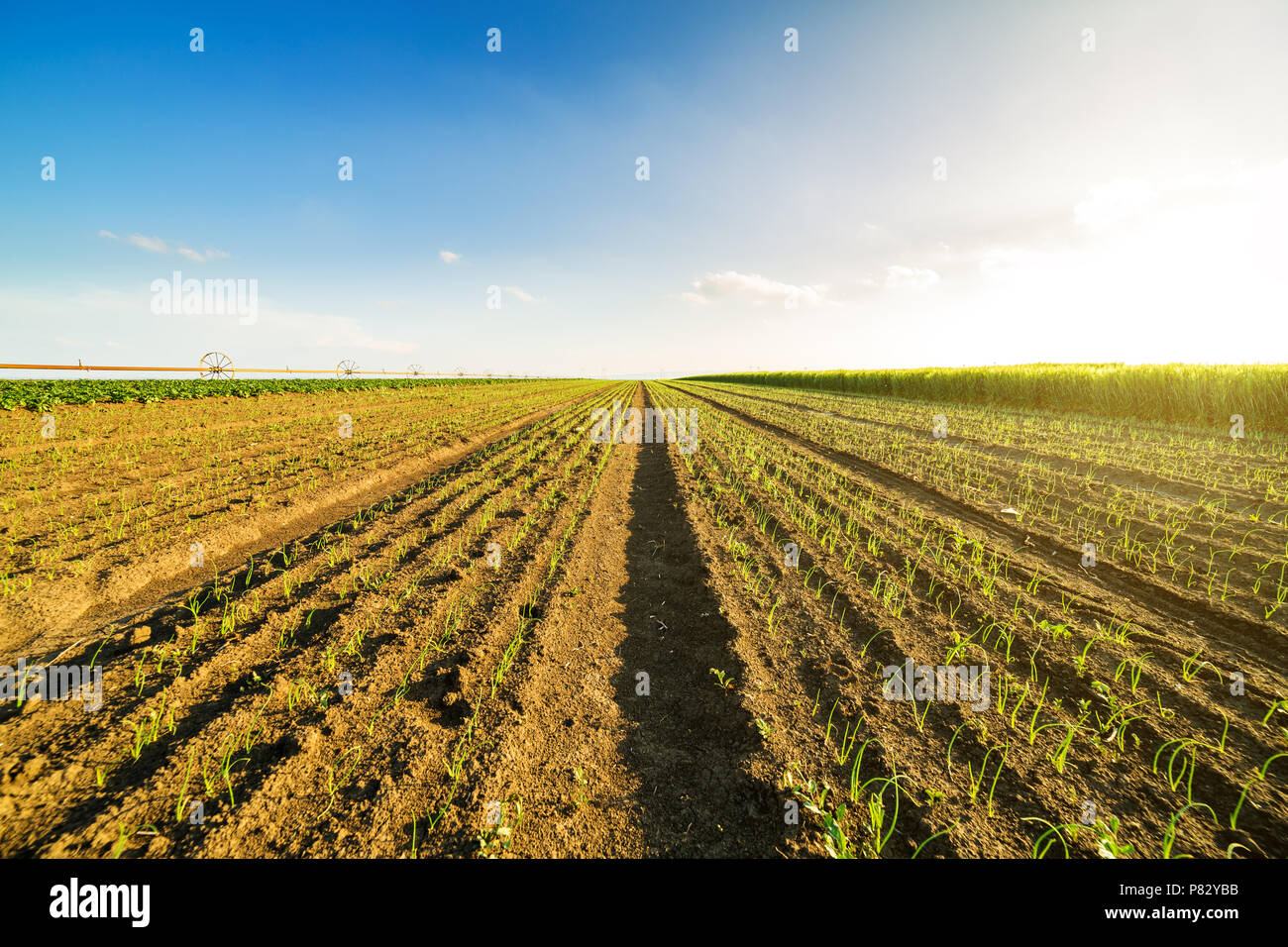 Onion field, maturing at spring. Agricultural landscape Stock Photo - Alamy