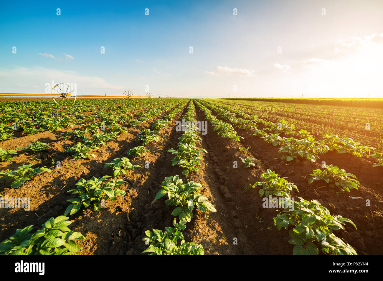 Green field of potato crops in a row Stock Photo - Alamy