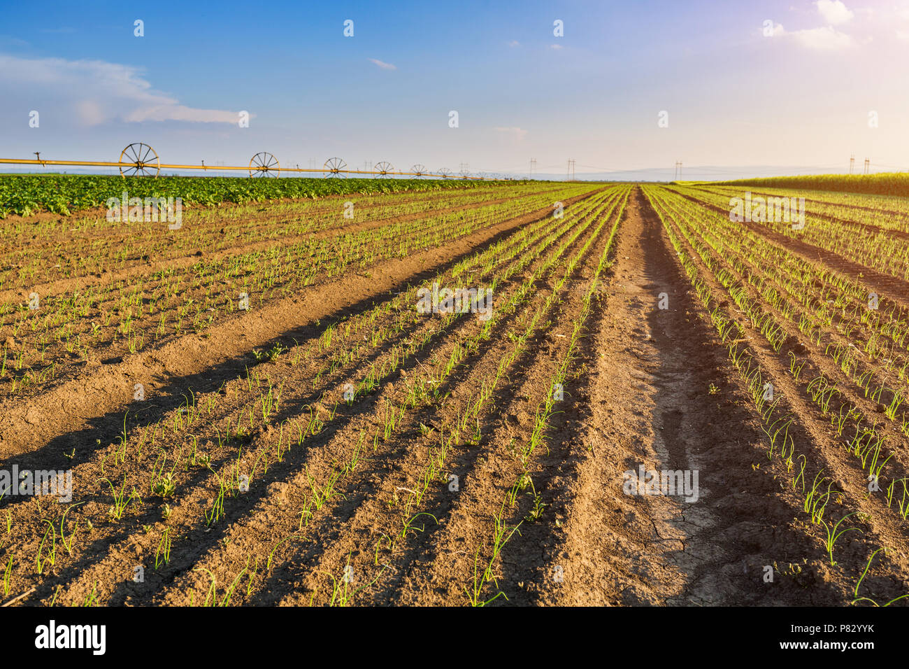 Onion field, maturing at spring. Agricultural landscape Stock Photo - Alamy