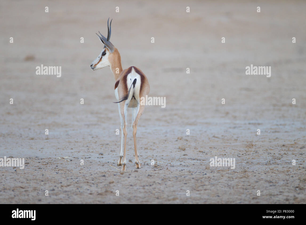 The springbok and the impala hi-res stock photography and images - Alamy