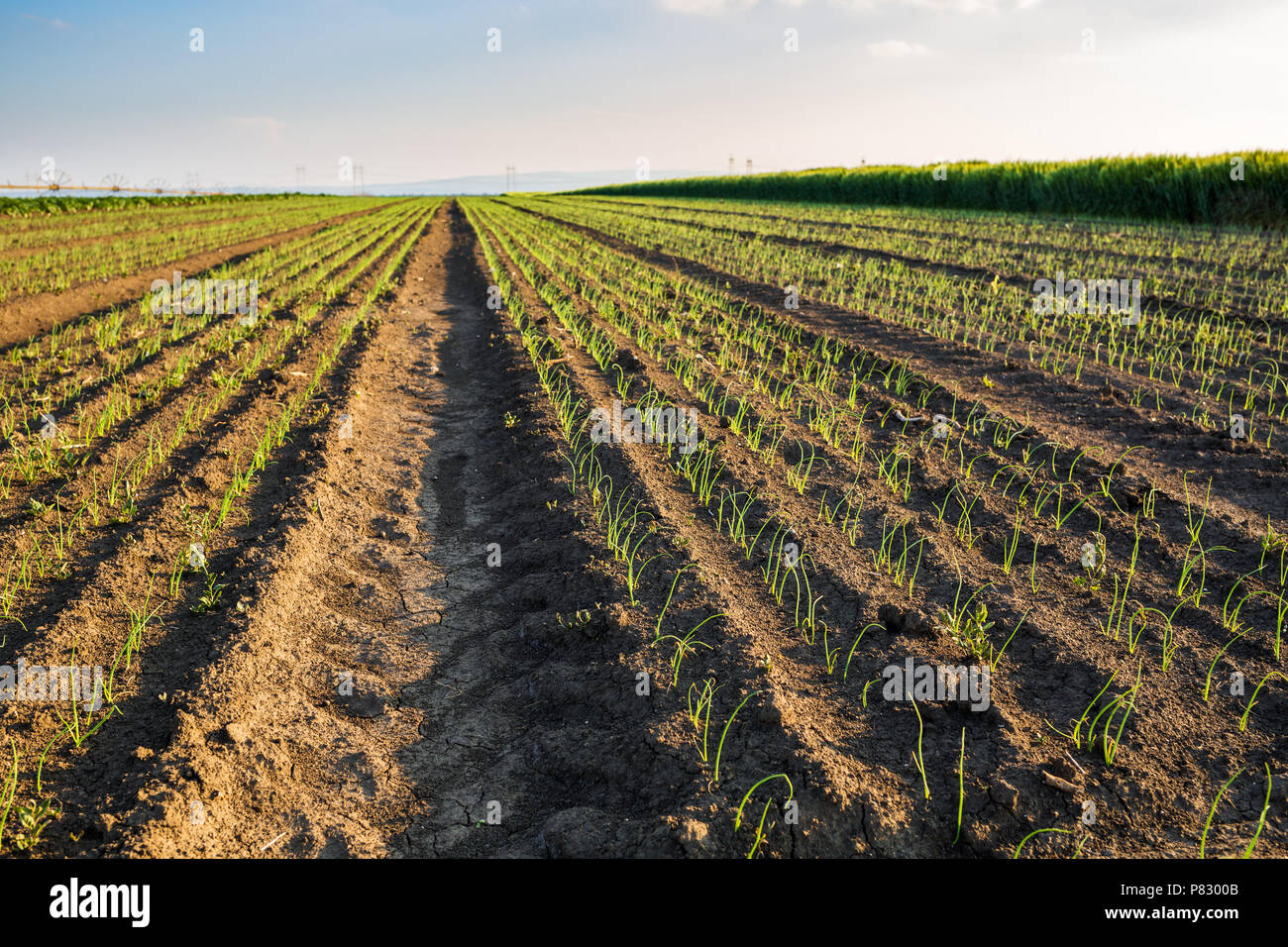 Onion field, maturing at spring. Agricultural landscape Stock Photo - Alamy