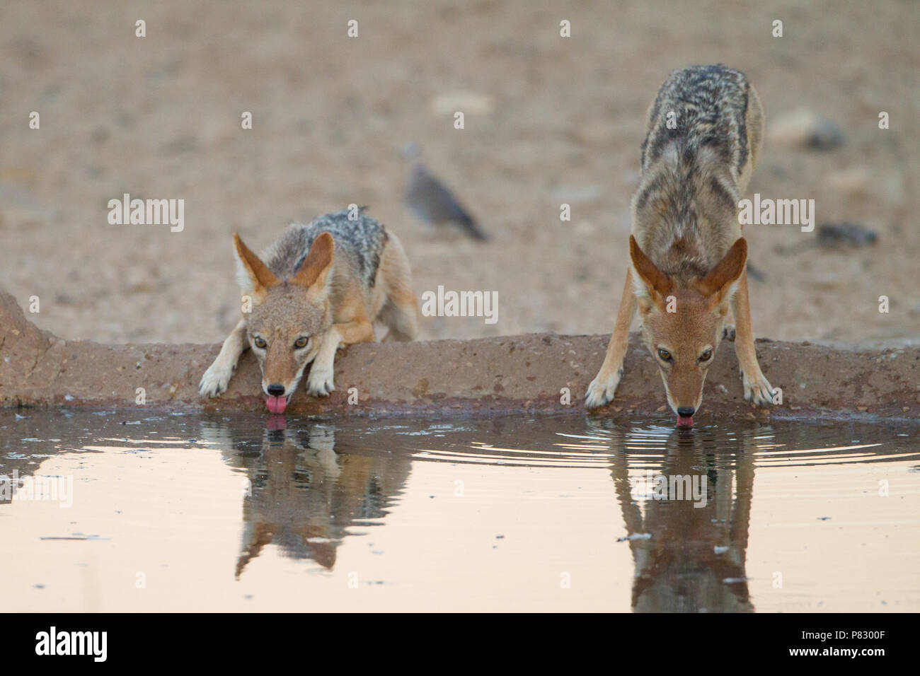 Two black backed jackals drinking water from a pond Stock Photo - Alamy