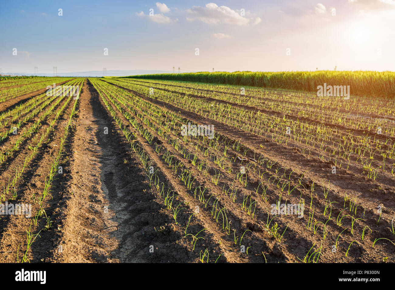 Onion field, maturing at spring. Agricultural landscape Stock Photo - Alamy