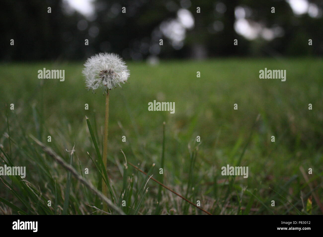 Field of dandelion puff hi-res stock photography and images - Alamy