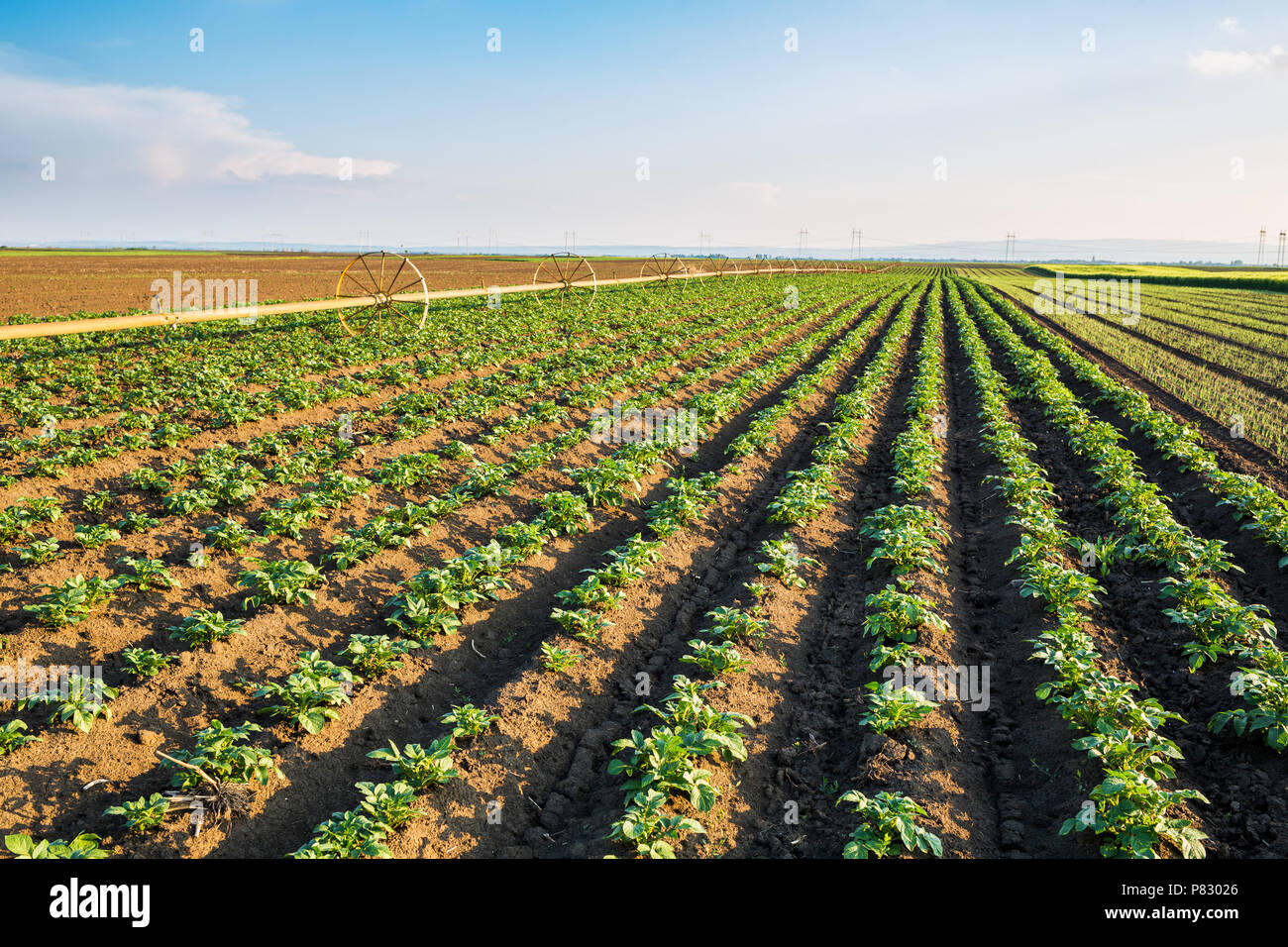 Green field of potato crops in a row Stock Photo - Alamy