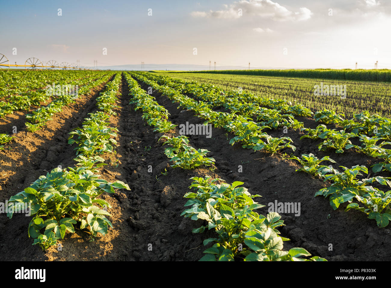 Green field of potato crops in a row Stock Photo - Alamy