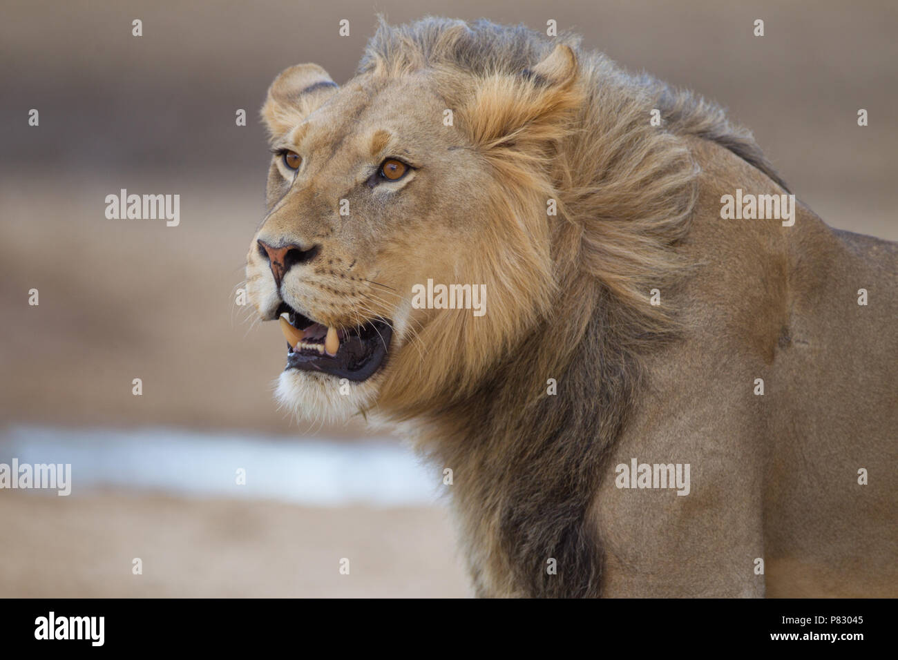 Black maned juvenile young male lion portrait in desert of Kalahari ...