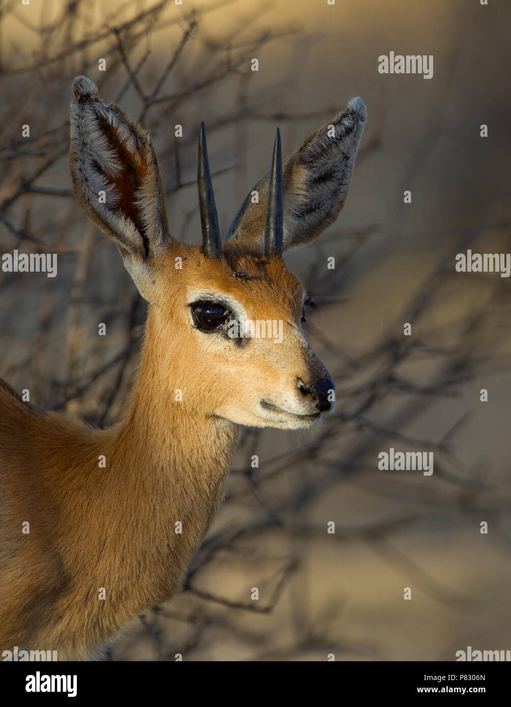 Steenbok botswana african hi-res stock photography and images - Alamy