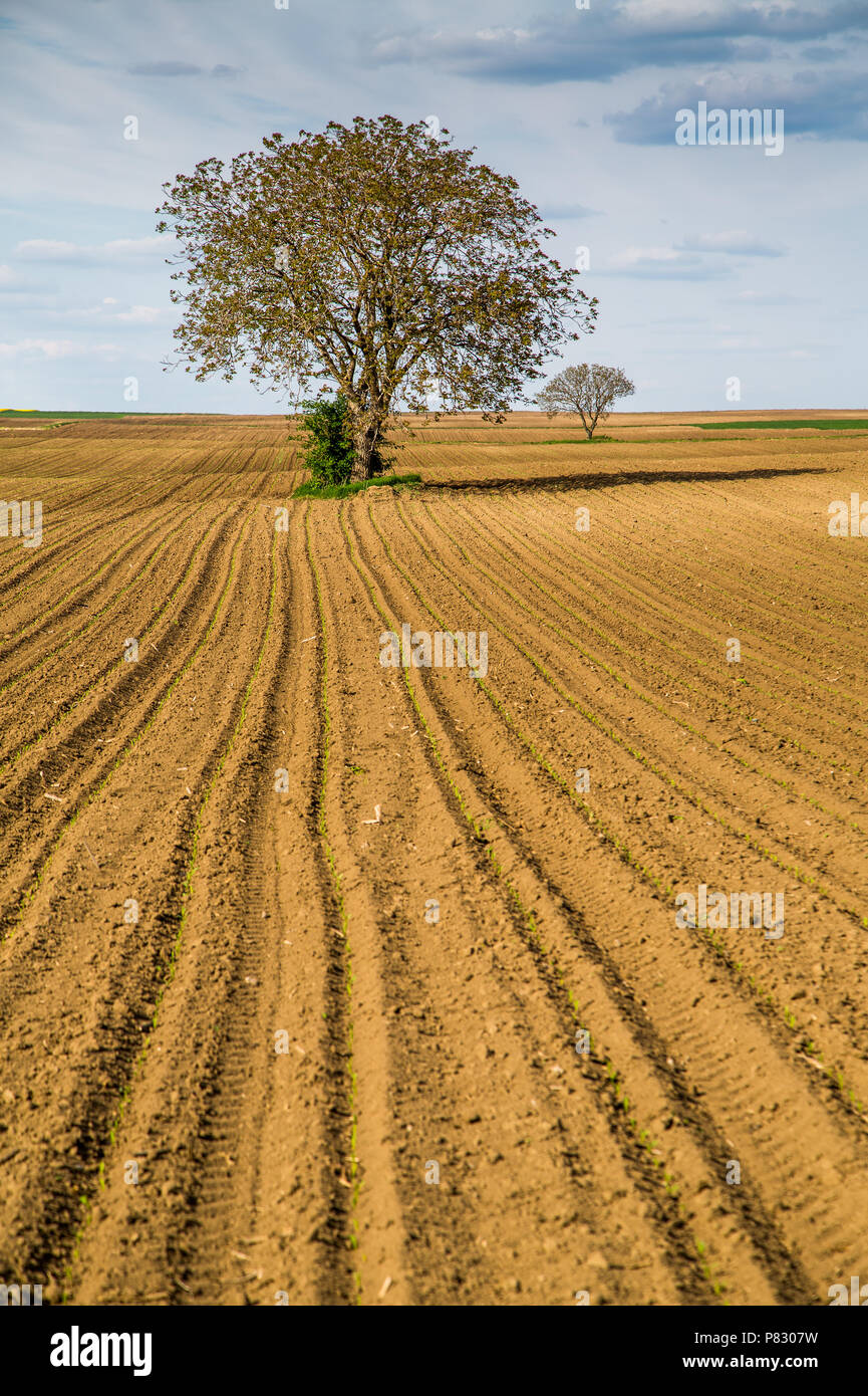 Agricultural landscape, arable crop field. Arable land is the land ...