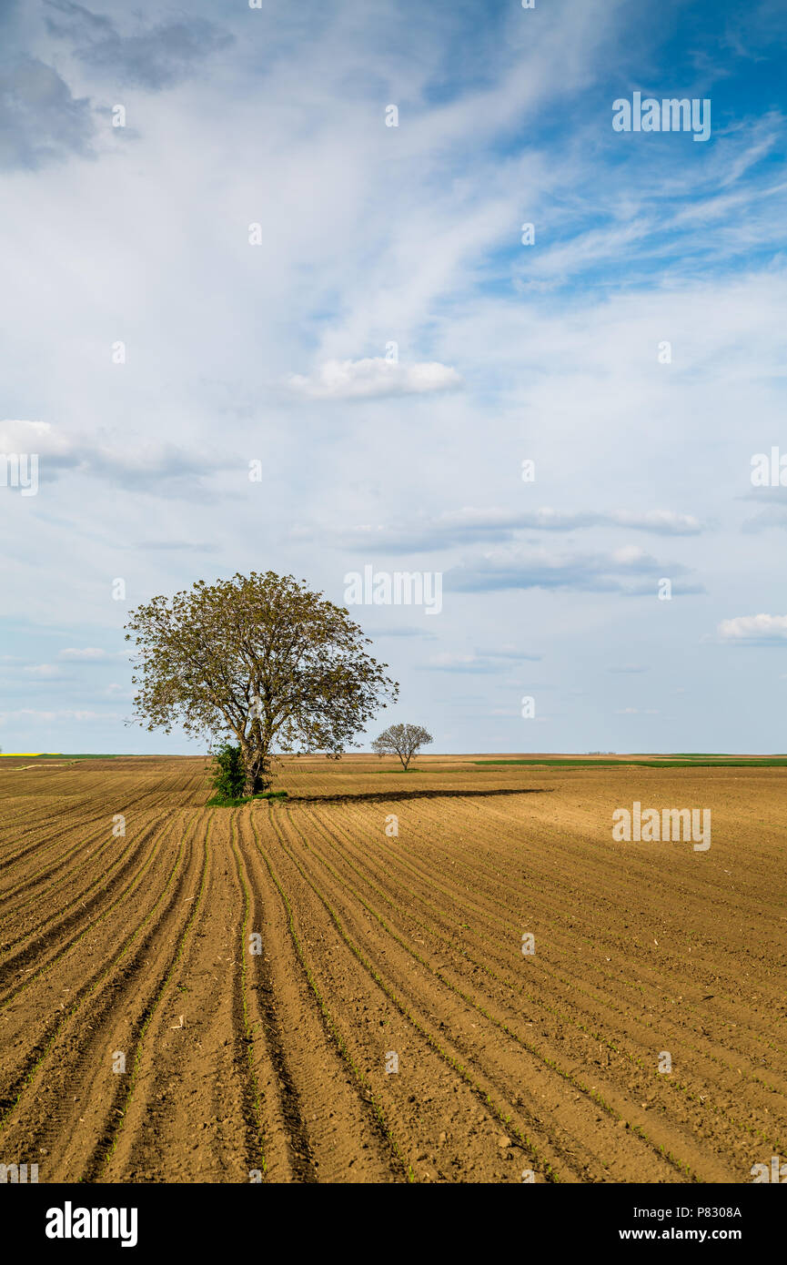 Agricultural landscape, arable crop field. Arable land is the land ...
