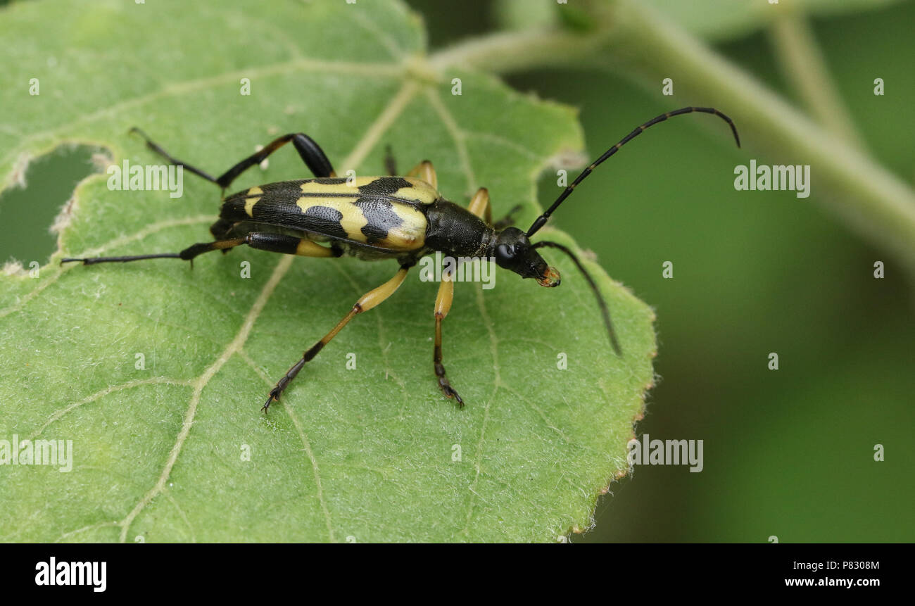 A stunning Black and Yellow Longhorn Beetle ( Rutpela maculata ...