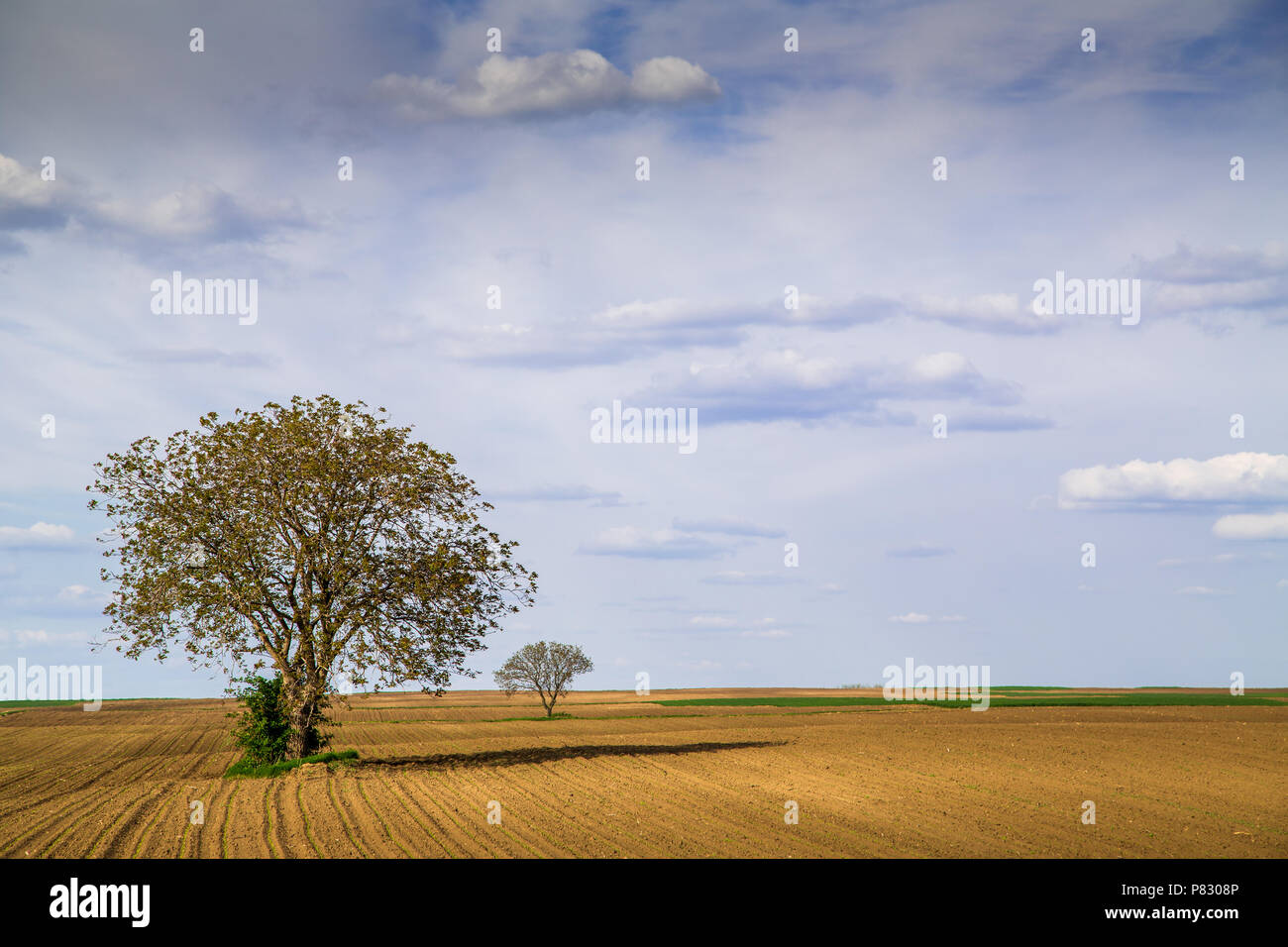 Agricultural landscape, arable crop field. Arable land is the land ...