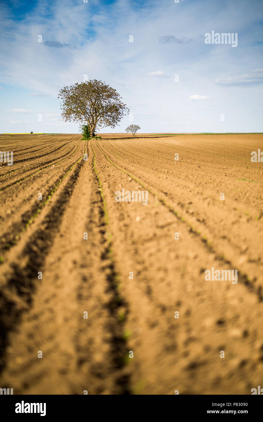 Agricultural landscape, arable crop field. Arable land is the land ...