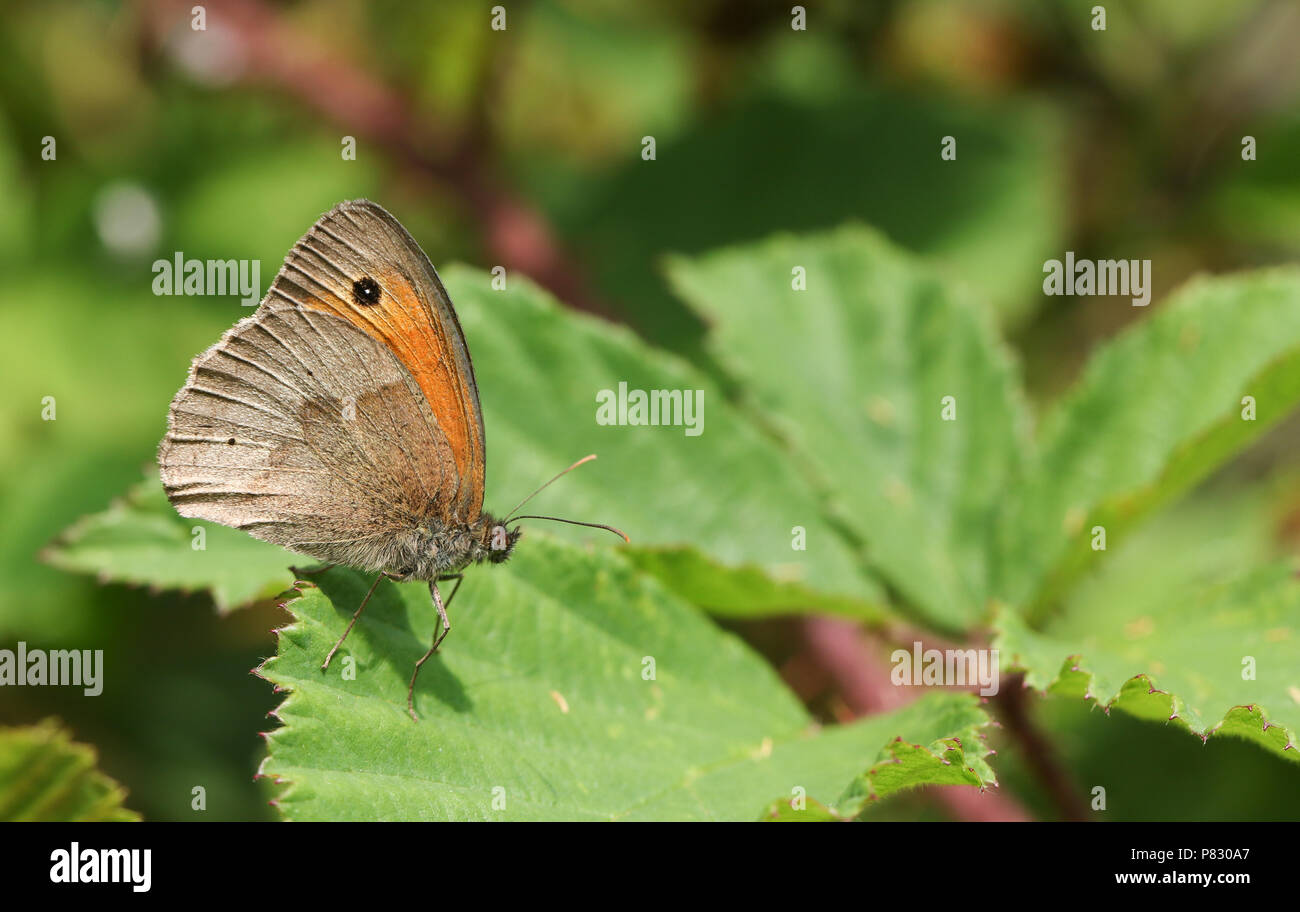 A pretty Meadow Brown Butterfly (Maniola jurtina) perching on a leaf ...