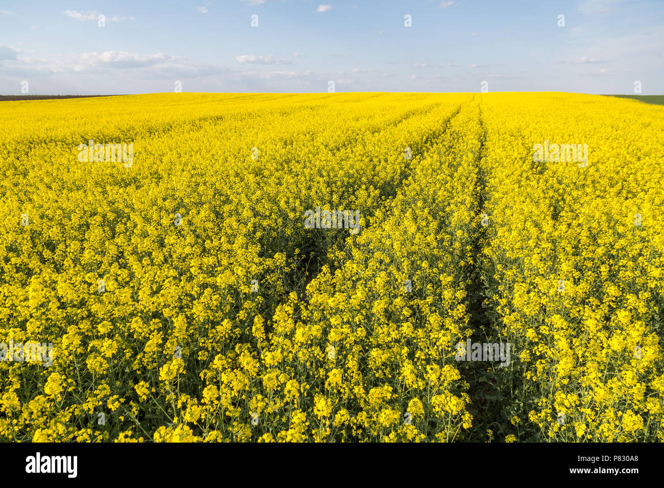 Pine trees on a beach, filtered image Stock Photo - Alamy