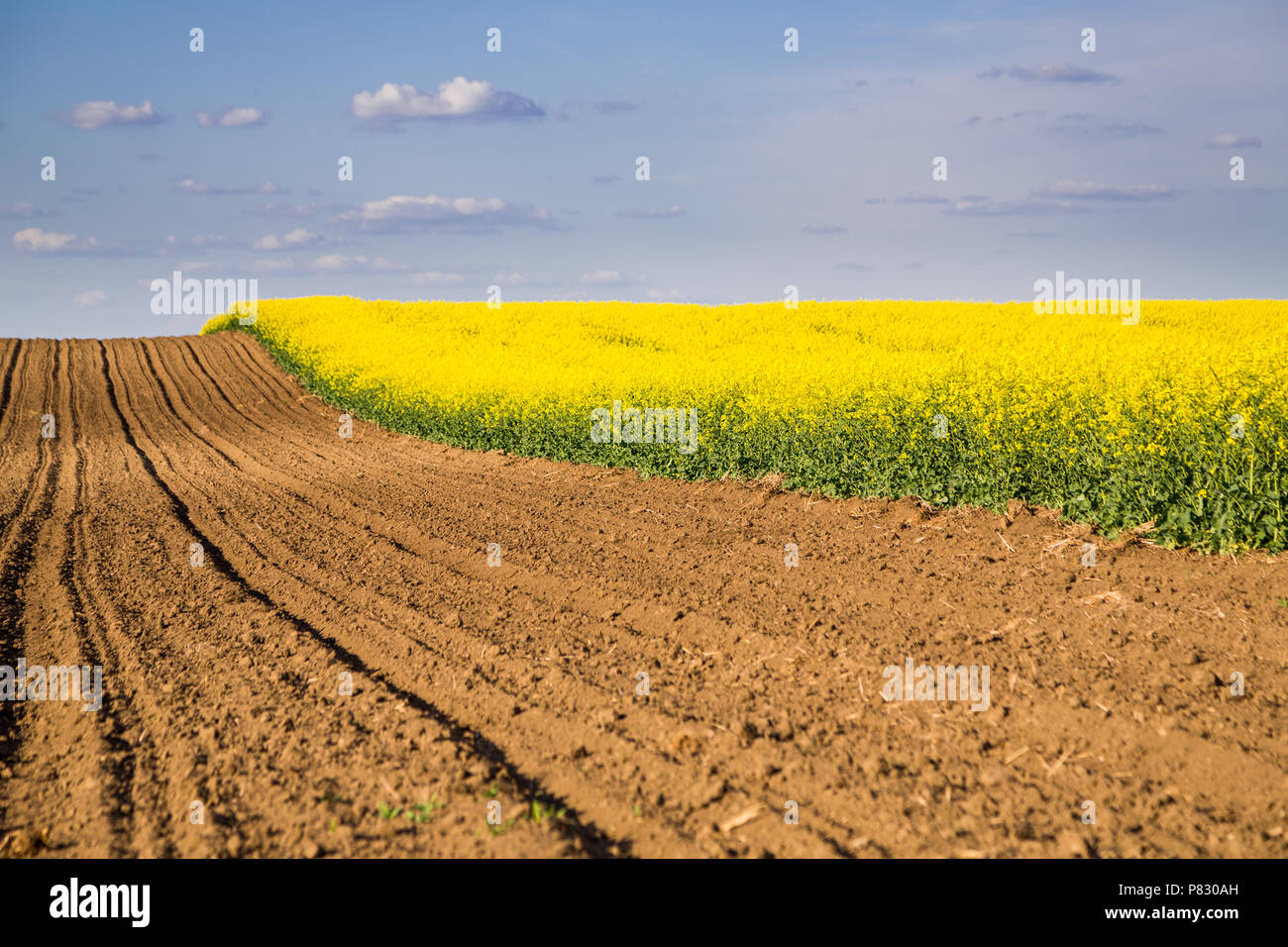 Agricultural landscape, arable crop field. Arable land is the land ...