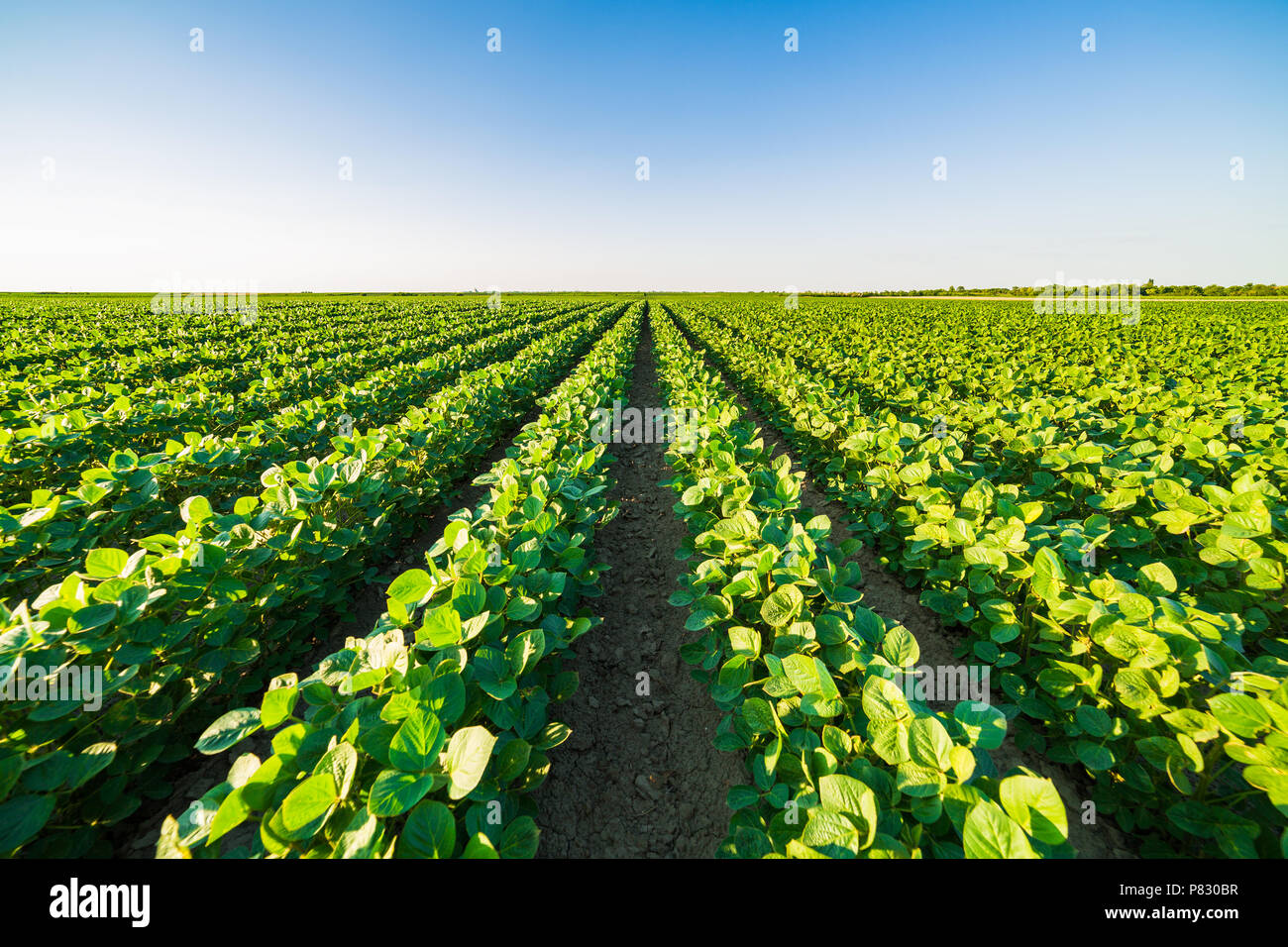 Green ripening soybean field, agricultural landscape Stock Photo - Alamy