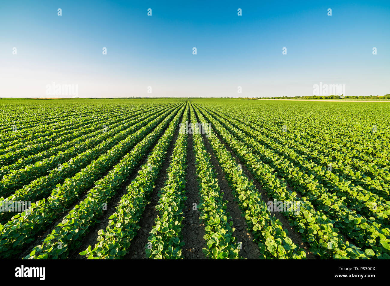 Green ripening soybean field, agricultural landscape Stock Photo - Alamy