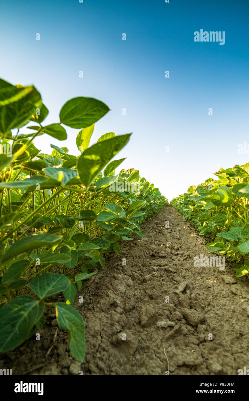 Green ripening soybean field, agricultural landscape Stock Photo - Alamy