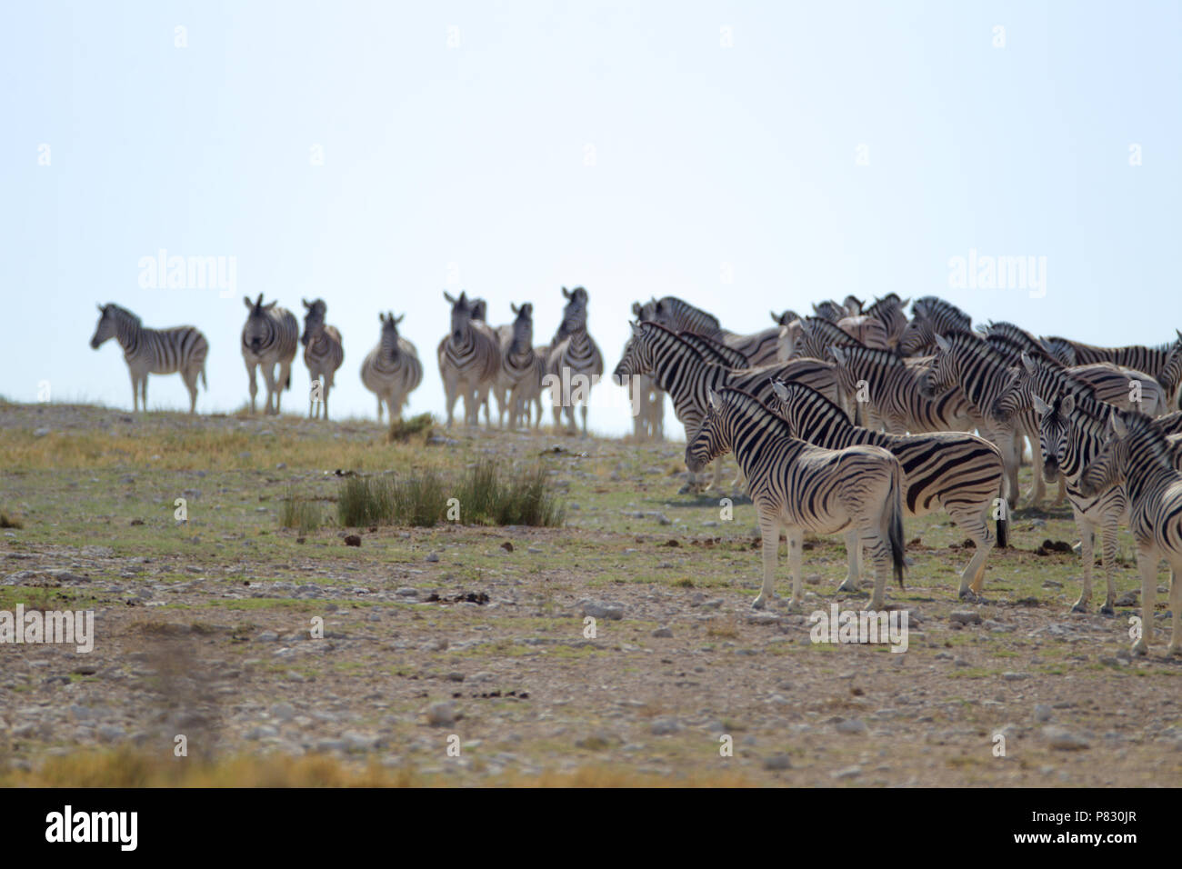 Wild zebra in savanna hi-res stock photography and images - Alamy