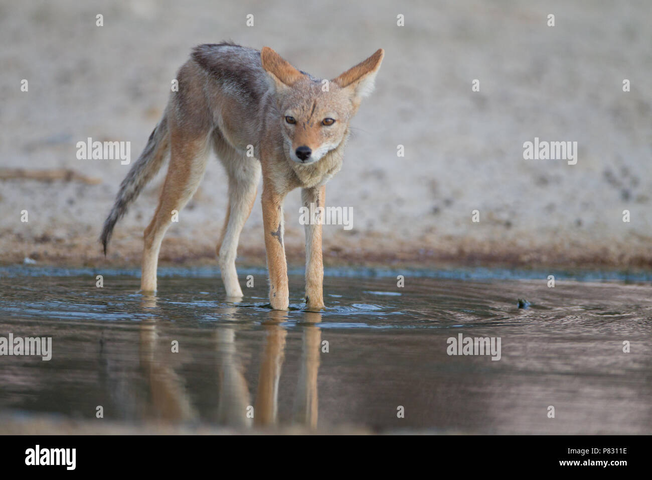Wild animals drinking water hi-res stock photography and images - Alamy