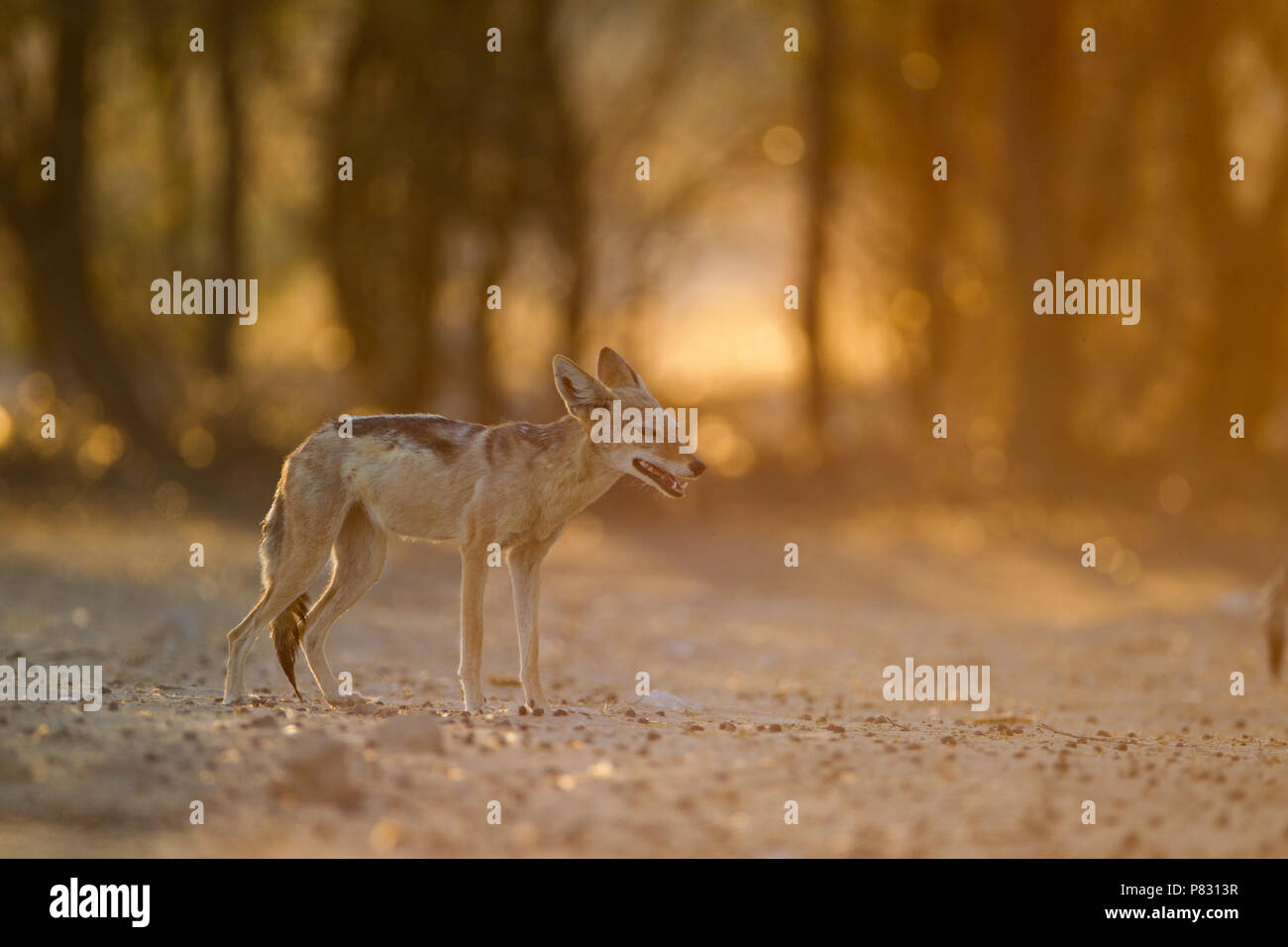 Black backed jackal during sunset sunrise in Kalahari Stock Photo - Alamy