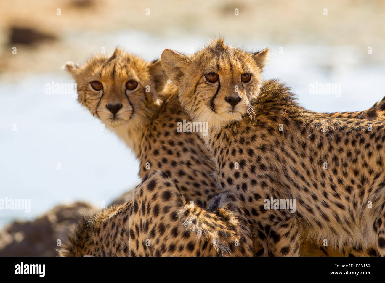 Cheetah cubs hi-res stock photography and images - Alamy