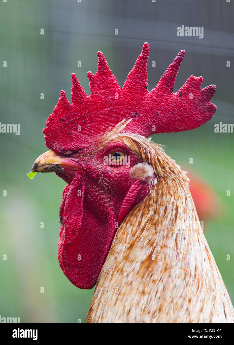 close up portrait of a rooster Stock Photo - Alamy