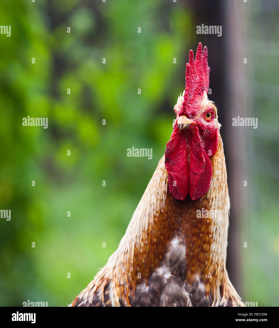 close up portrait of a rooster Stock Photo - Alamy