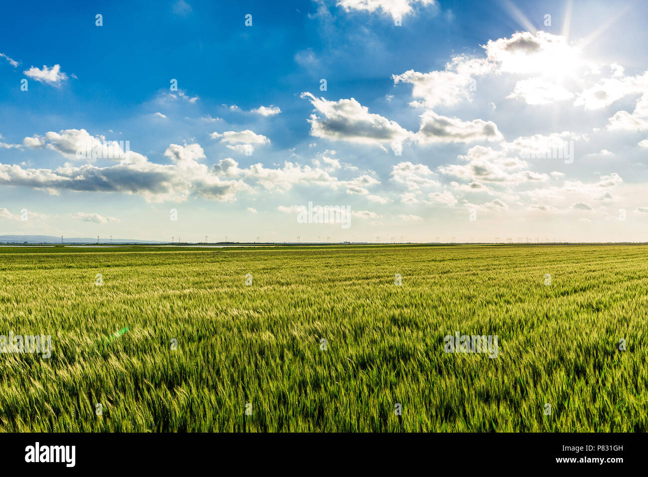 Green wheat field Stock Photo - Alamy