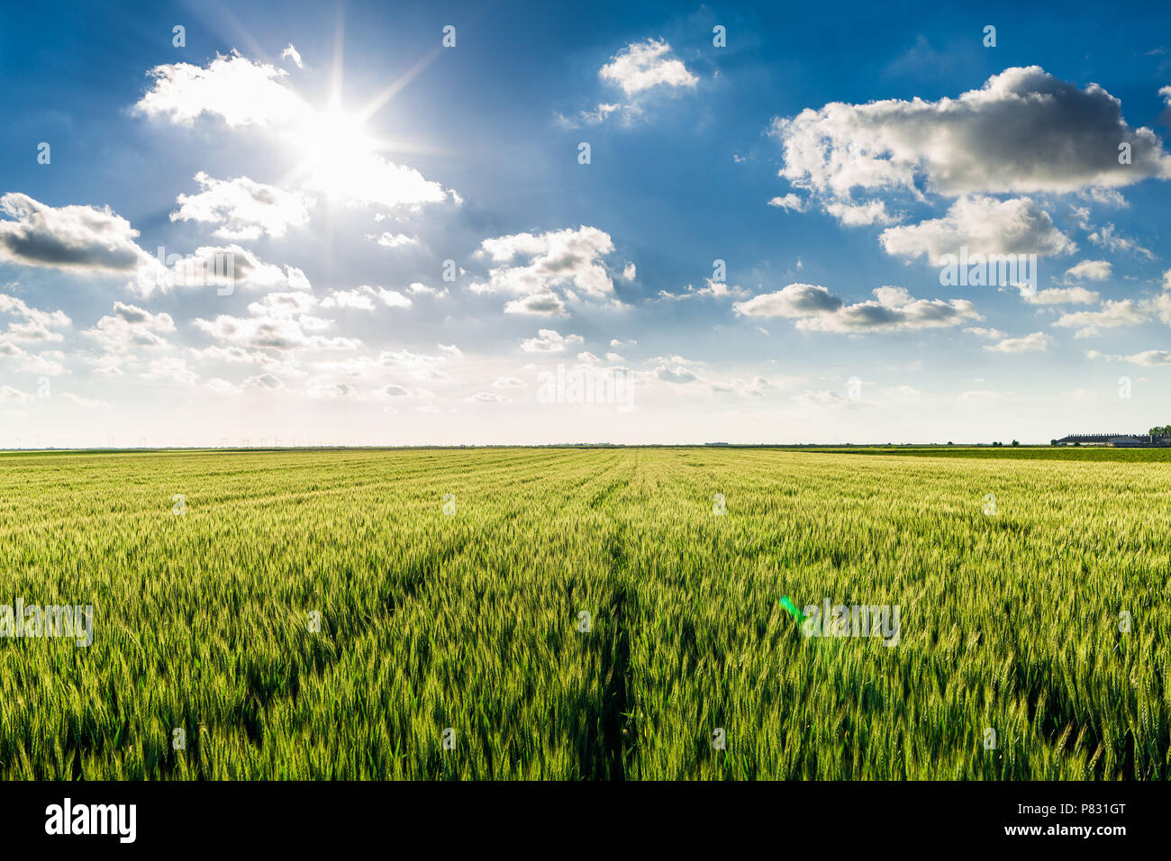 Green wheat field Stock Photo - Alamy