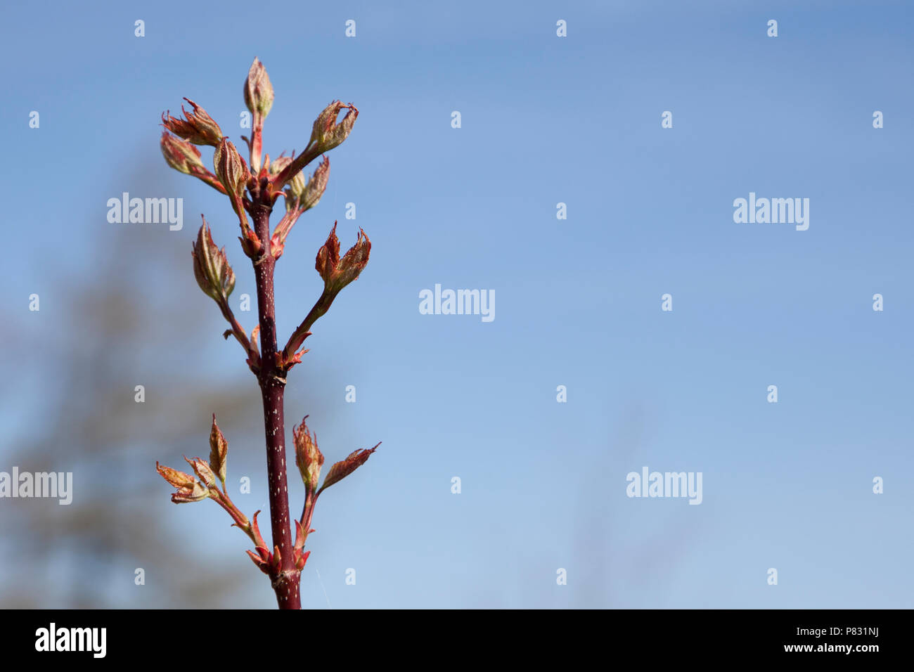 Against a blue sky, a little plant or tree is just starting to sprout ...